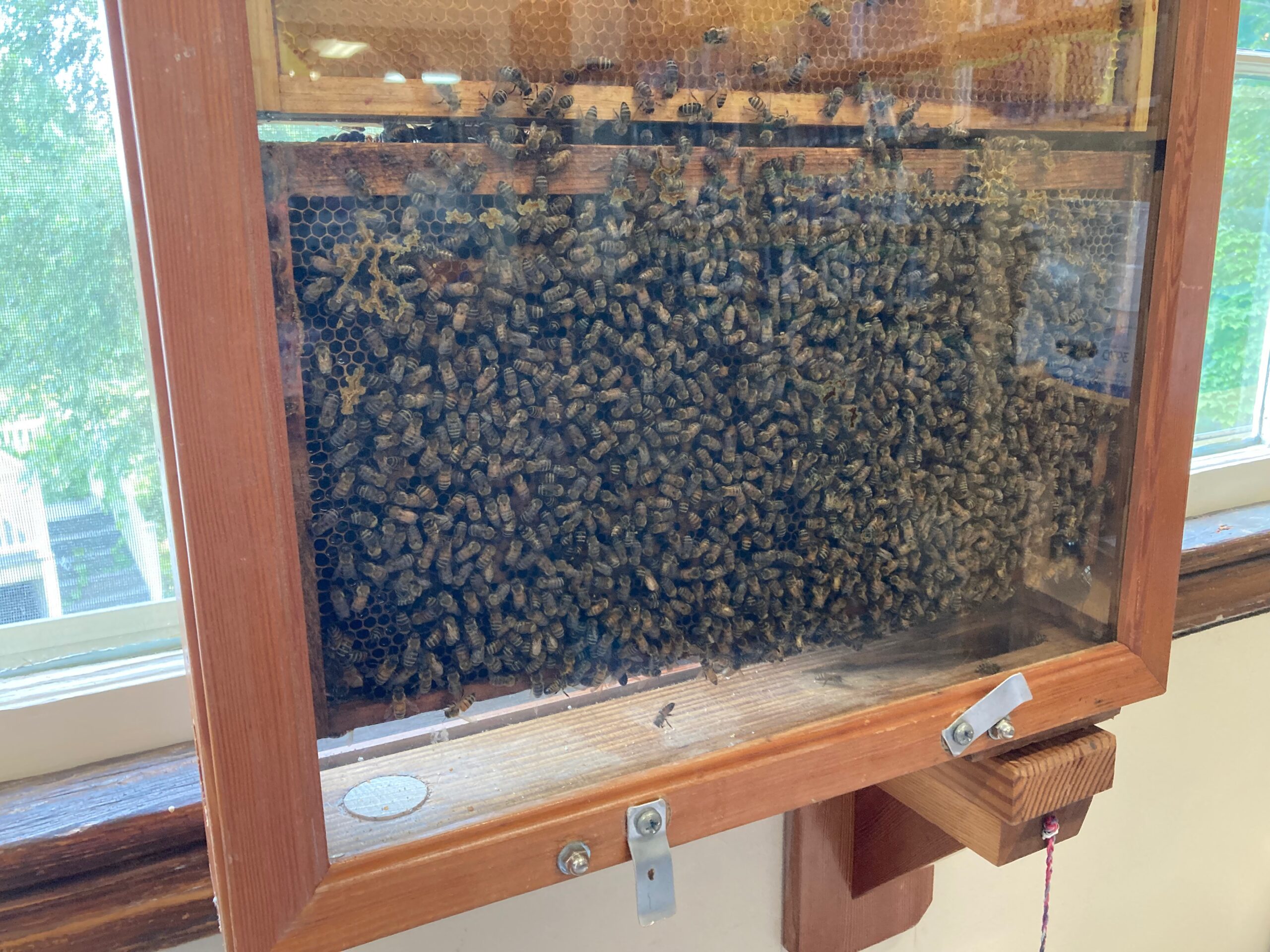 Observation Beehive - Bowdoinham Public Library